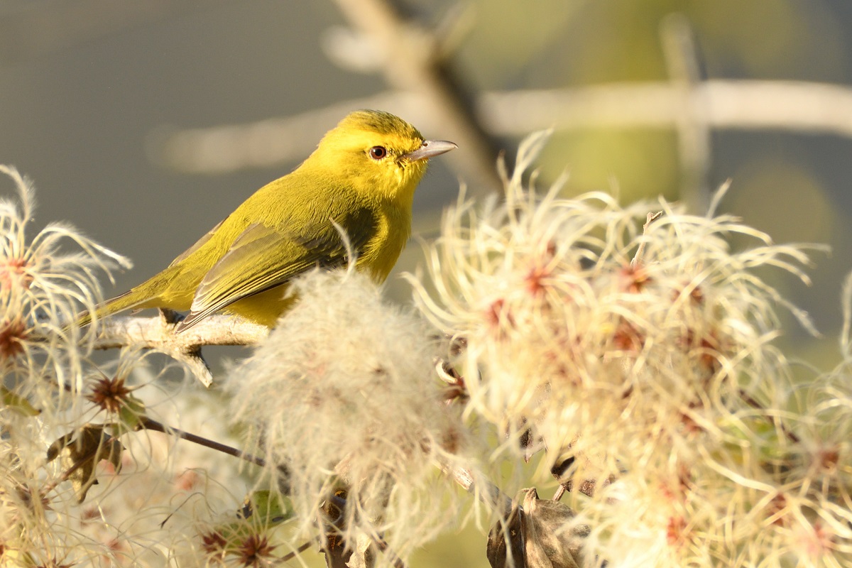 Golden Vireo - Mexican Birding