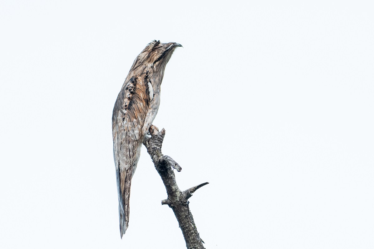 Northern Potoo - Pájaro Estaca Norteño (Nyctibius jamaicensis ...