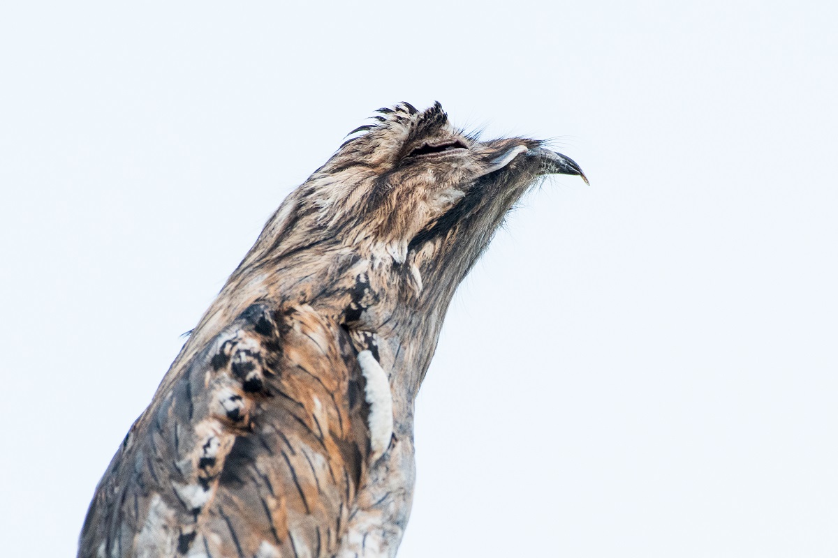 Northern Potoo - Pájaro Estaca Norteño (Nyctibius jamaicensis ...