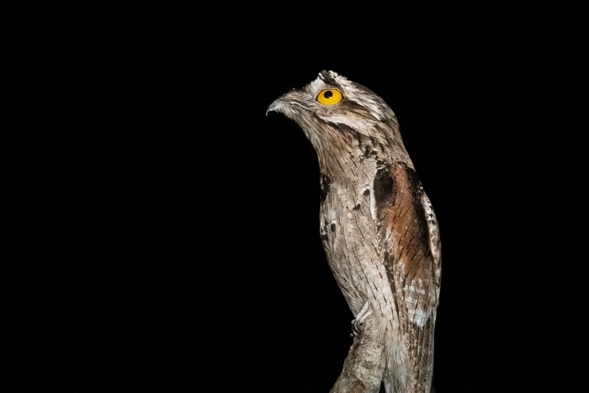 Northern Potoo - Pájaro Estaca Norteño (Nyctibius jamaicensis ...