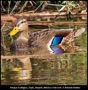 Birds Of Western Mexico - Mexican Birding