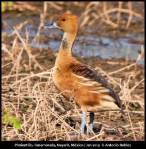 Birds Of Western Mexico - Mexican Birding