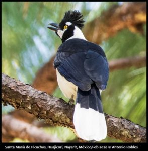 Birds Of Western Mexico - Mexican Birding