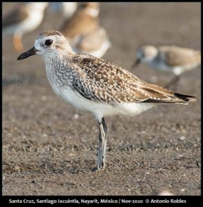 Birds Of Western Mexico - Mexican Birding