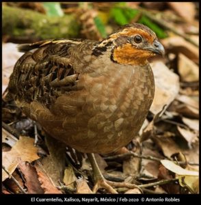 Birds Of Western Mexico - Mexican Birding