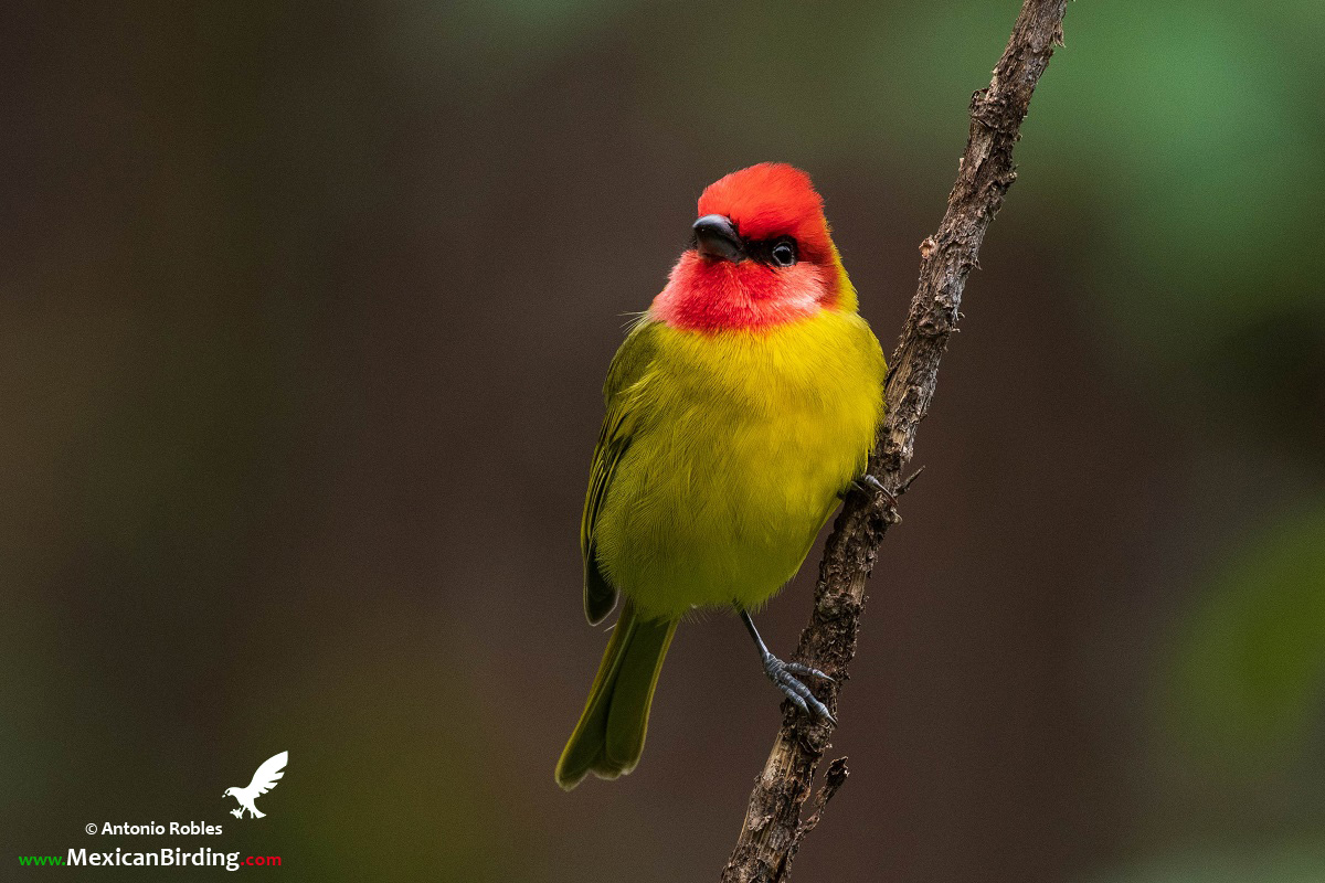 Red-headed Tanager - Piranga Cabeza Roja (Piranga erythrocephala ...