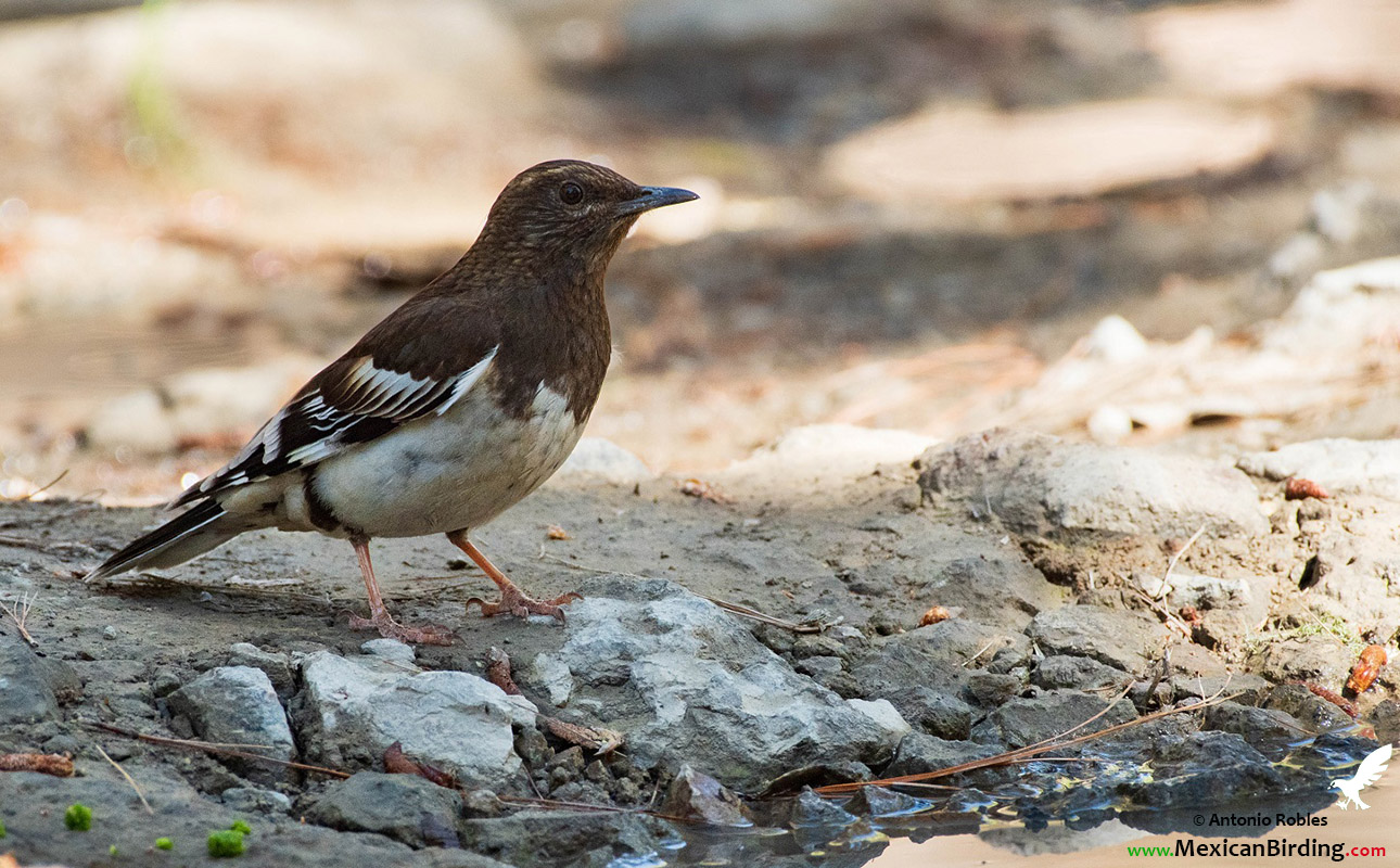 Aztec Thrush - Mexican Birding