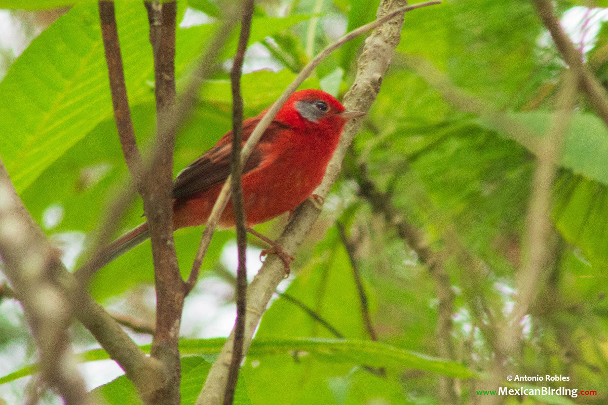 Red Warbler - Chipe Rojo (Cardellina rubra) - Mexican Birding