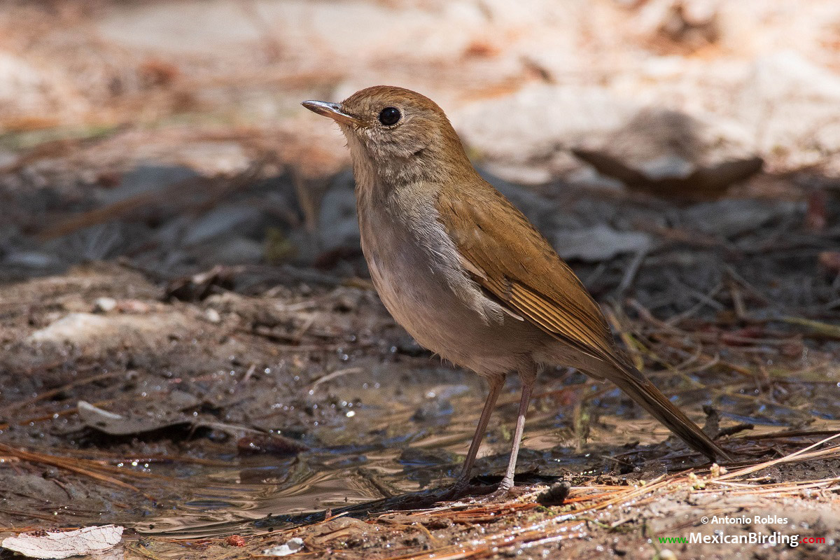 Russet Nightingale-Thrush - Zorzal Mexicano (Catharus occidentalis ...