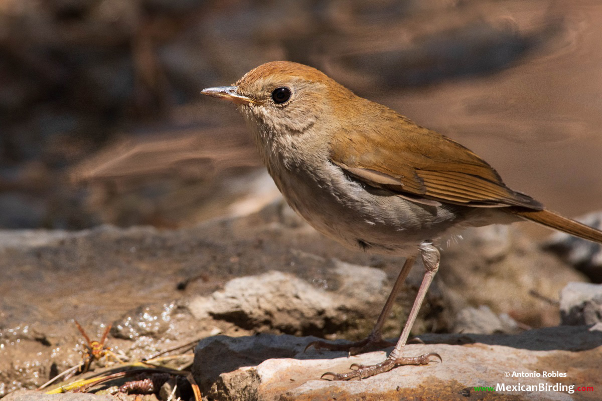 Russet Nightingale-Thrush - Zorzal Mexicano (Catharus occidentalis ...