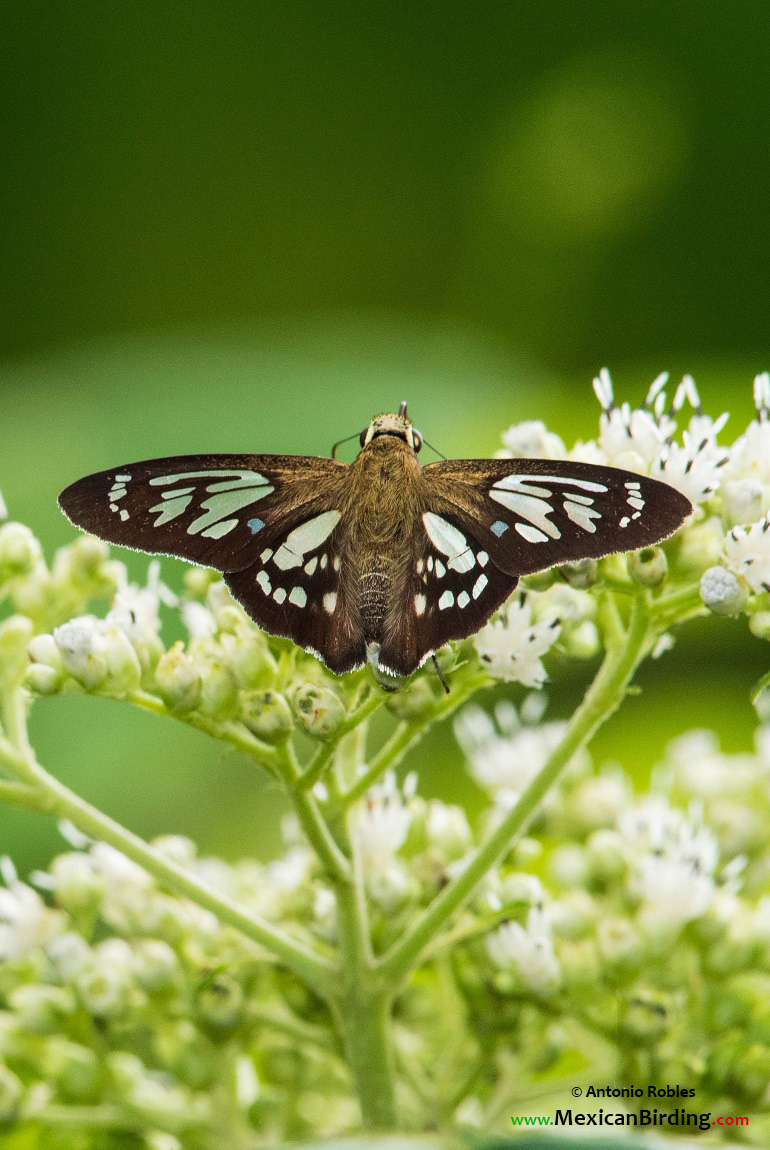 Phanus albiapicalis - Mexican Birding