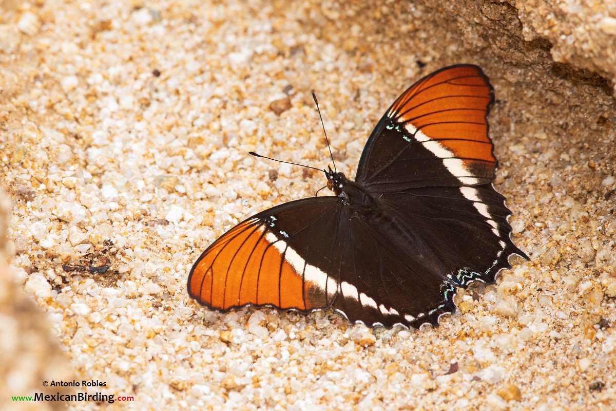 Siproeta epaphus - Mexican Birding