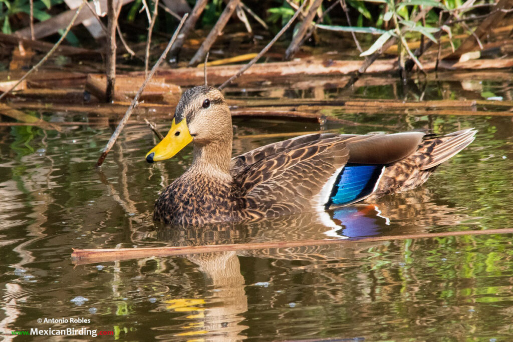 Mexican Duck - Pato Mexicano (Anas diazi) - Mexican Birding