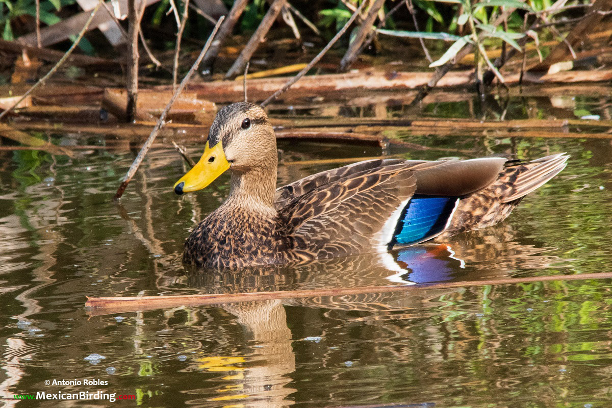 Mexican Duck - Pato Mexicano (Anas diazi) - Mexican Birding