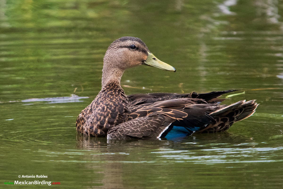 Mexican Duck - Pato Mexicano (Anas diazi) - Mexican Birding