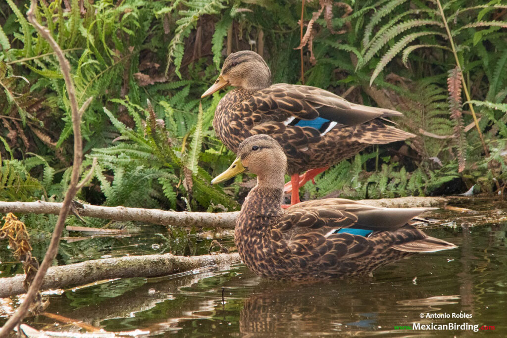Mexican Duck - Pato Mexicano (Anas diazi) - Mexican Birding