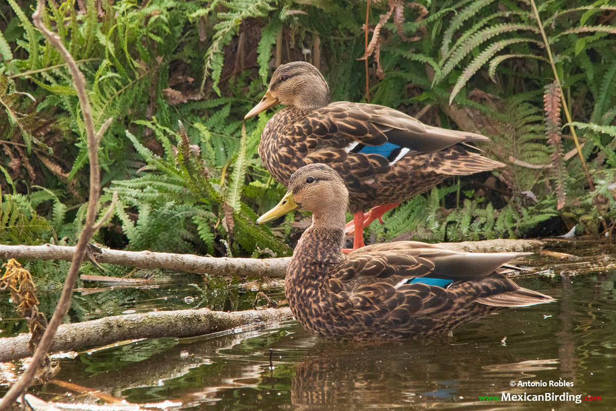 Mexican Duck - Pato Mexicano (Anas diazi) - Mexican Birding