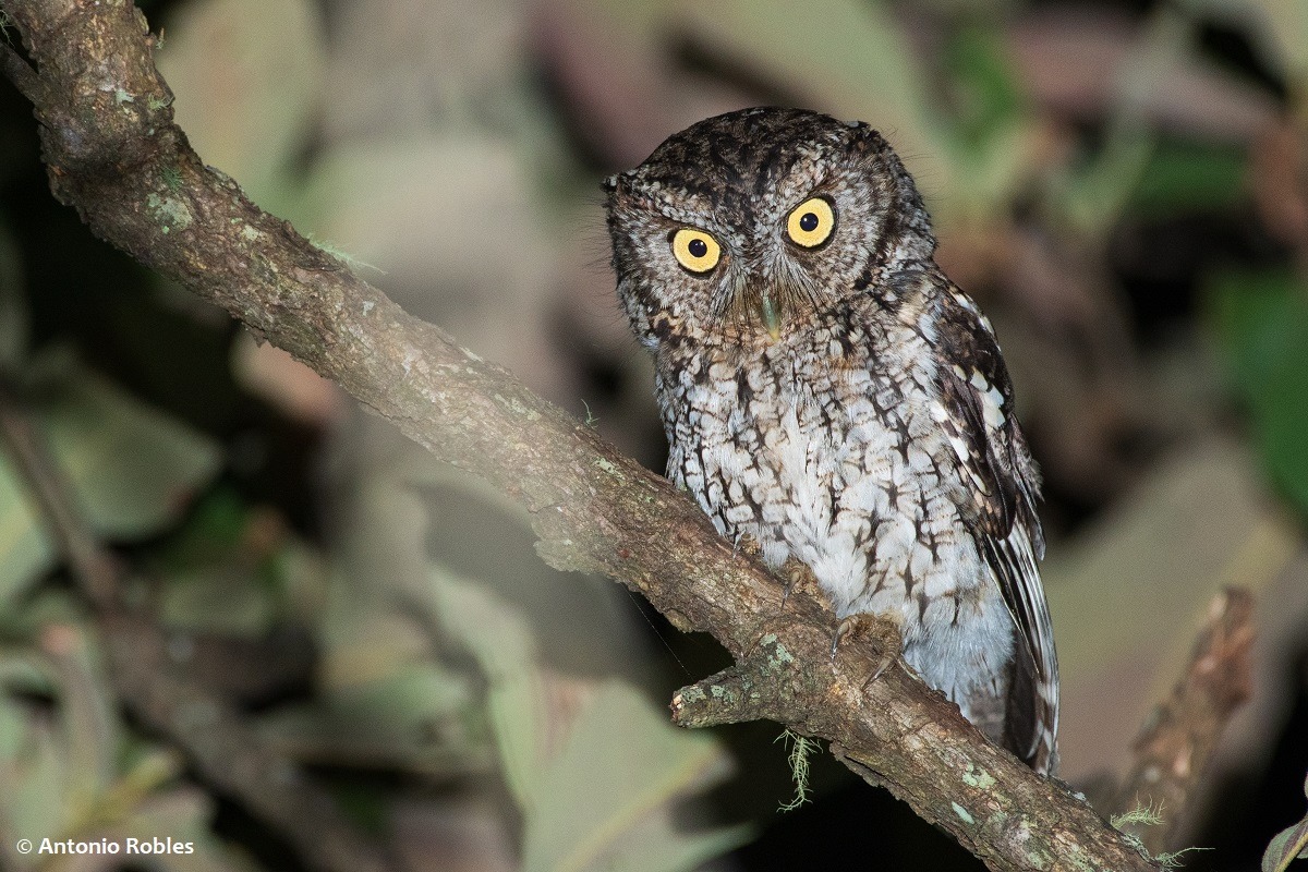 Whiskered Screech-Owl - Tecolote Rítmico (Megascops trichopsis ...