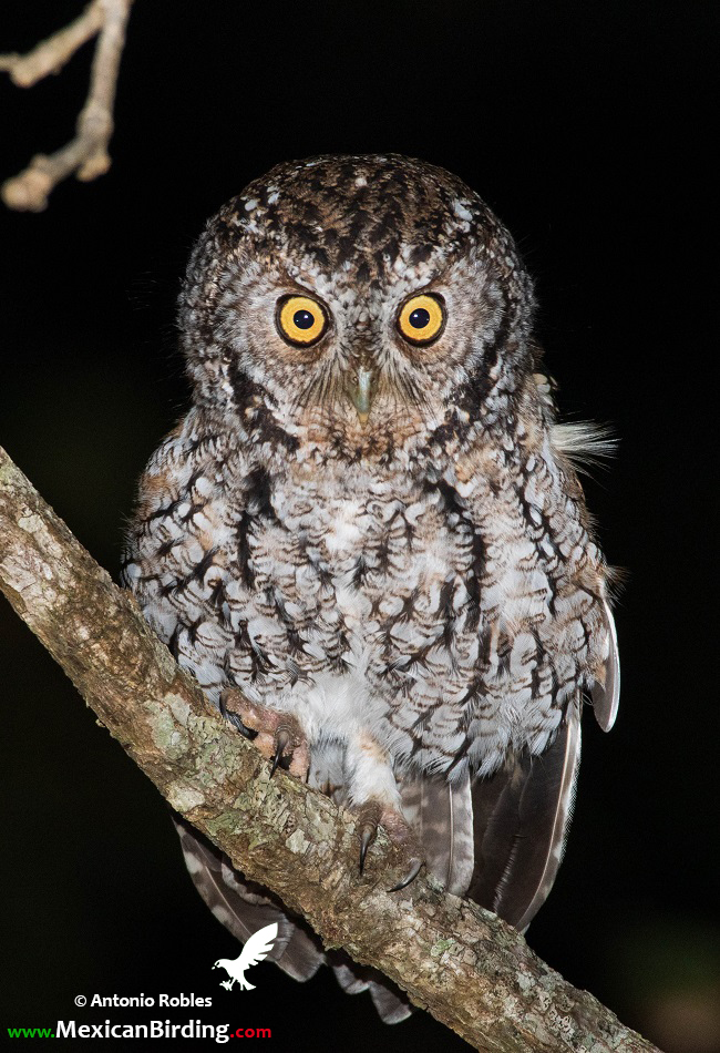 Whiskered Screech-Owl - Tecolote Rítmico (Megascops trichopsis ...