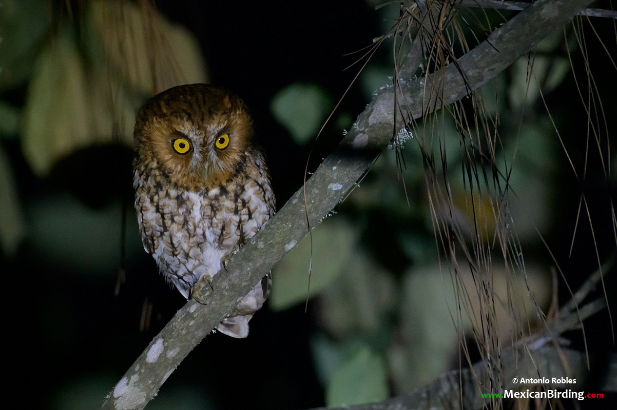 Whiskered Screech-Owl - Tecolote Rítmico (Megascops trichopsis ...