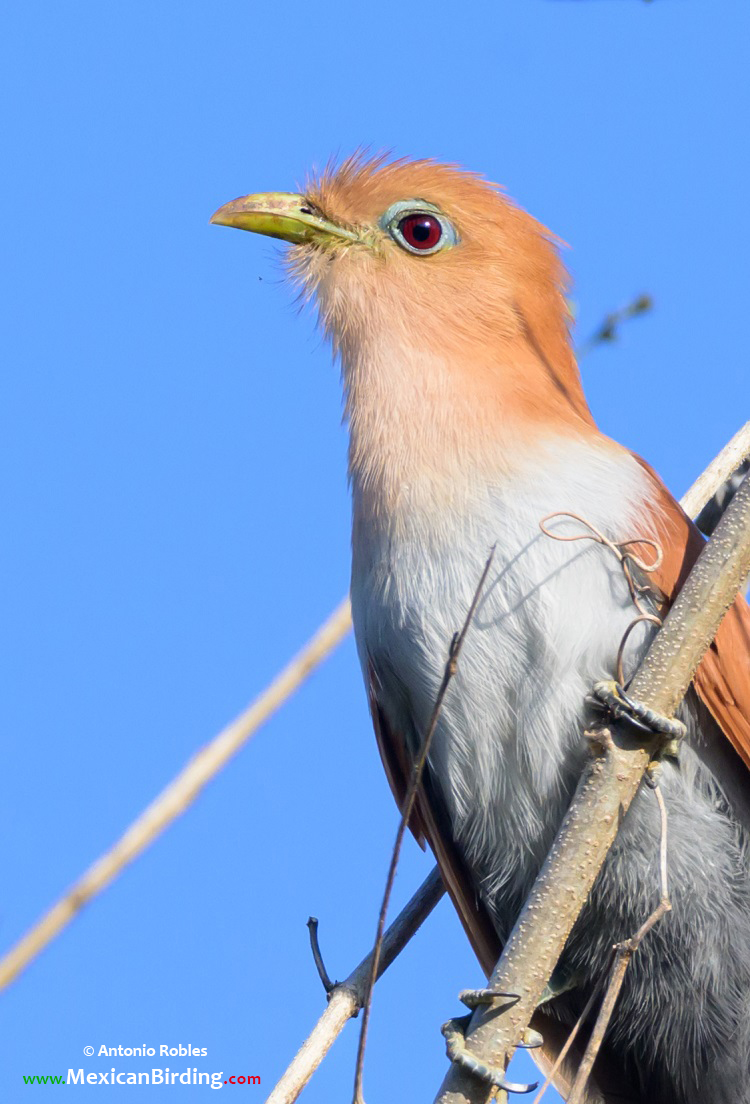 Mexican Squirrel-Cuckoo – Cuclillo Canelo Mexicano (Piaya Mexicana ...