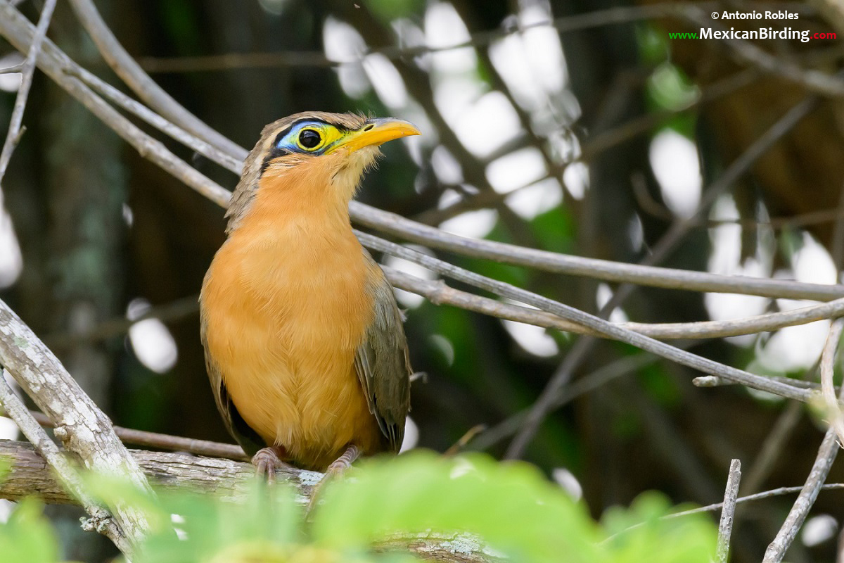 Lesser Ground-Cuckoo - Cuclillo Terrestre (Morococcyx erythropygus ...