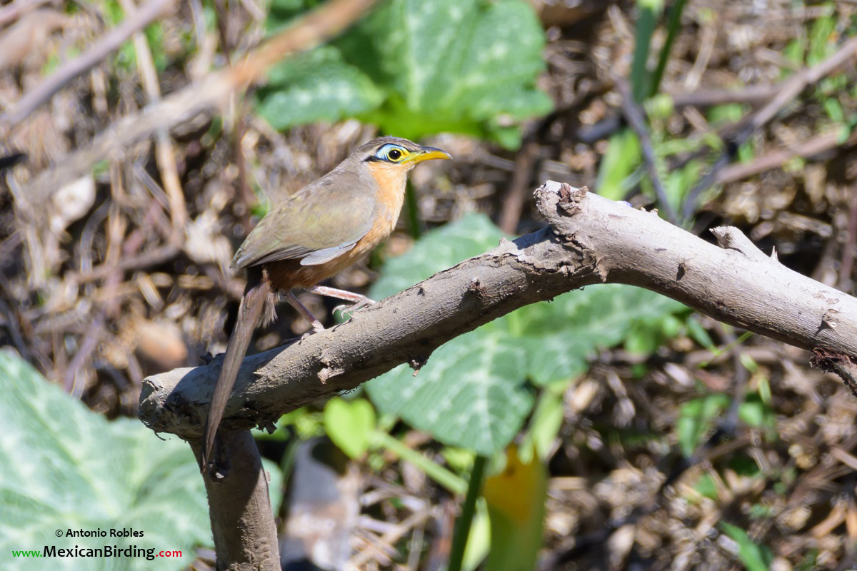 Lesser Ground-Cuckoo - Cuclillo Terrestre (Morococcyx erythropygus ...