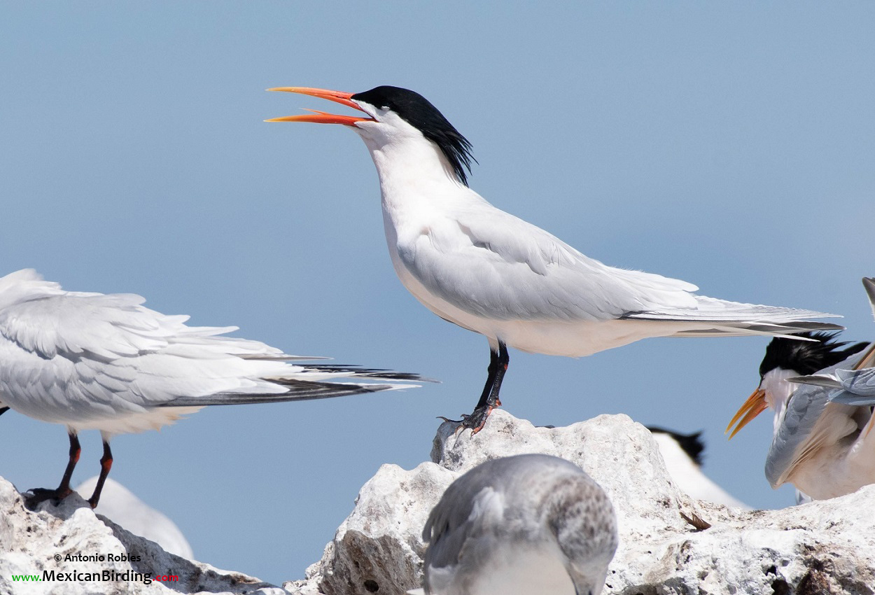 Elegant Tern - Charrán Elegante (Thalasseus elegans) - Mexican Birding