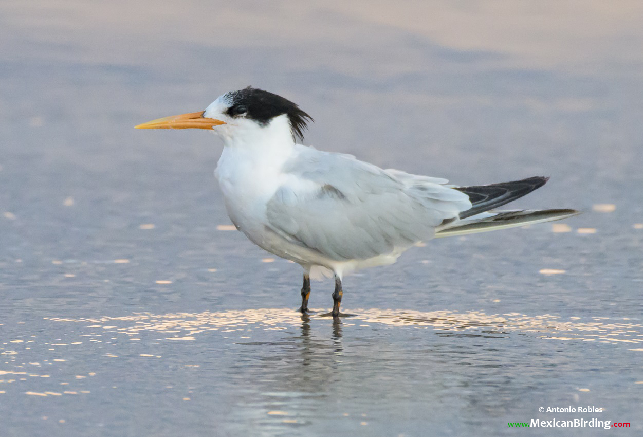 Elegant Tern - Charrán Elegante (Thalasseus elegans) - Mexican Birding