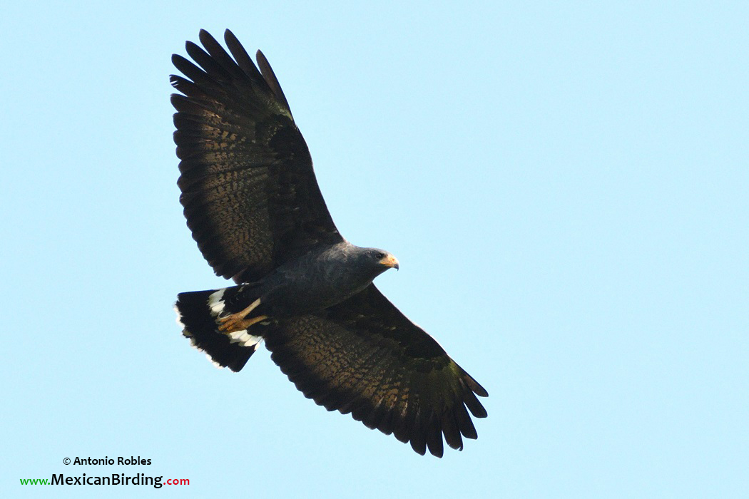 Common Black Hawk - Aguililla Negra Menor (Buteogallus anthracinus ...