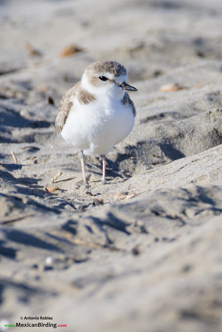 Snowy Plover - Chorlo Nevado (Anarhynchus nivosus) - Mexican Birding