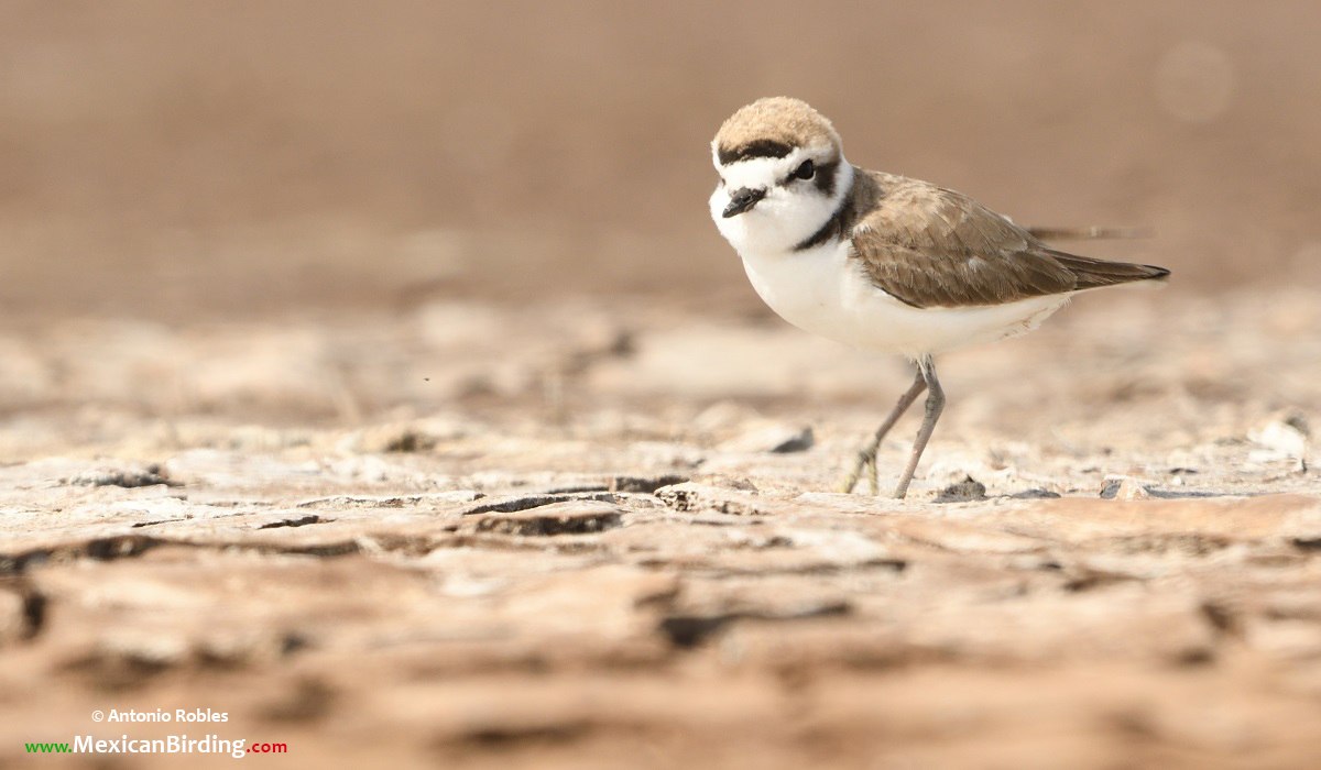 Snowy Plover - Chorlo Nevado (Anarhynchus nivosus) - Mexican Birding