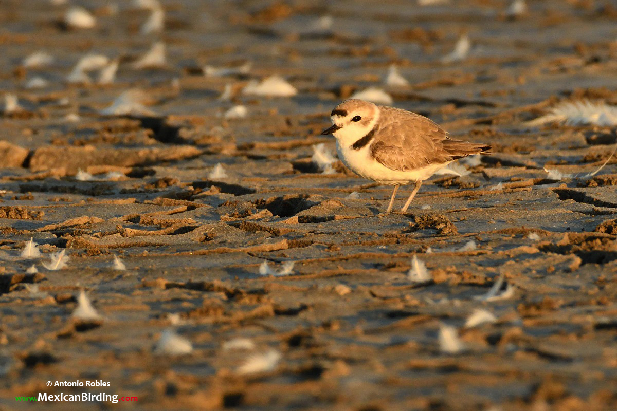 Snowy Plover - Chorlo Nevado (Anarhynchus nivosus) - Mexican Birding
