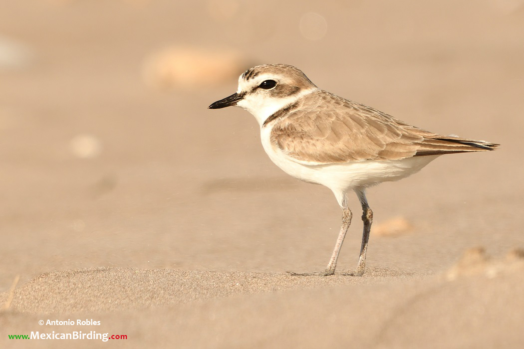 Snowy Plover - Chorlo Nevado (Anarhynchus nivosus) - Mexican Birding