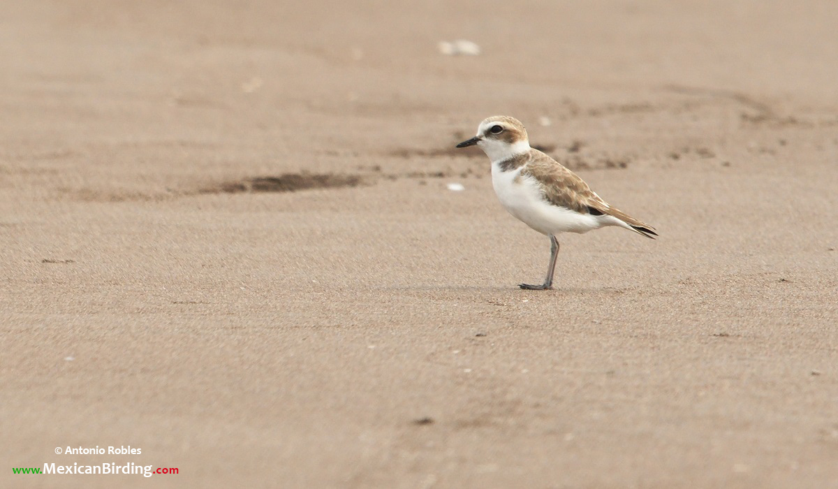 Snowy Plover - Chorlo Nevado (Anarhynchus nivosus) - Mexican Birding