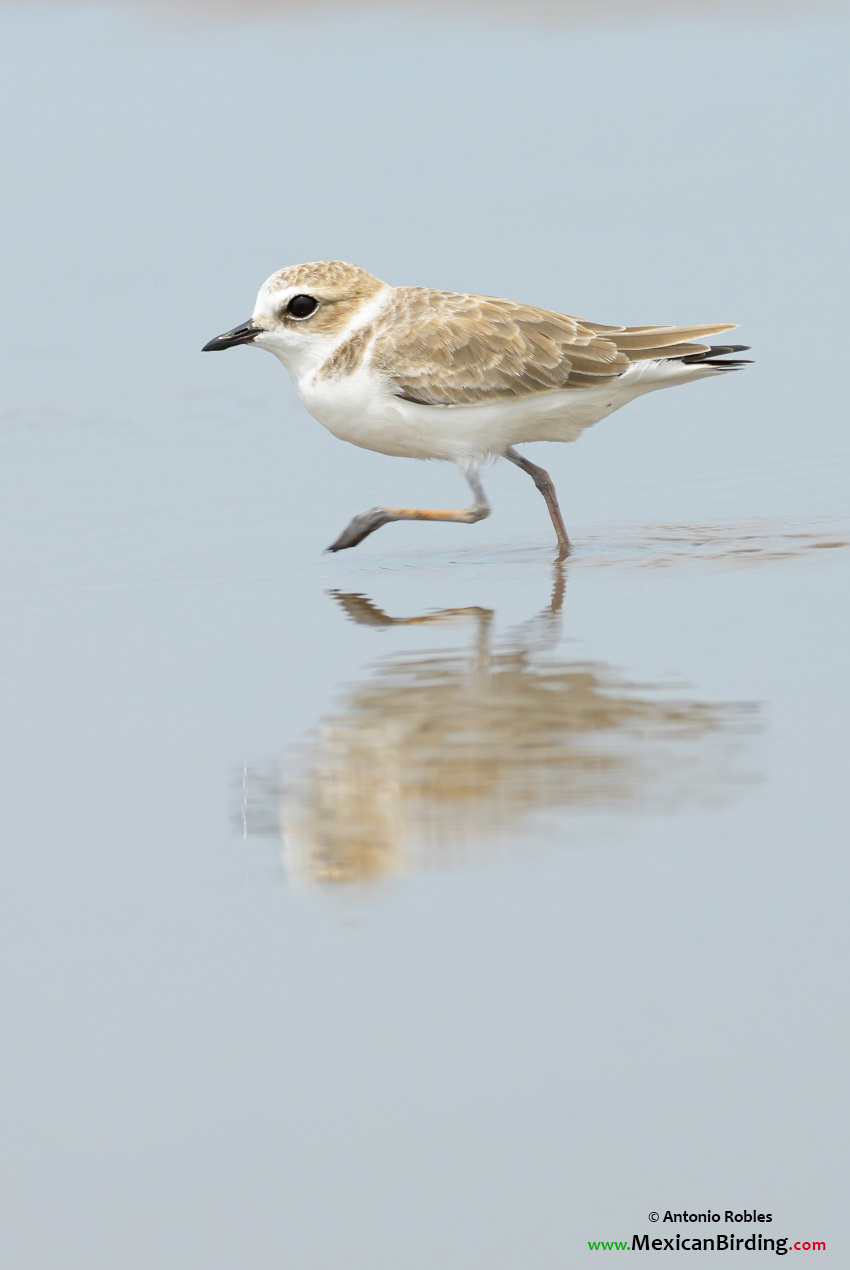 Snowy Plover - Chorlo Nevado (Anarhynchus nivosus) - Mexican Birding