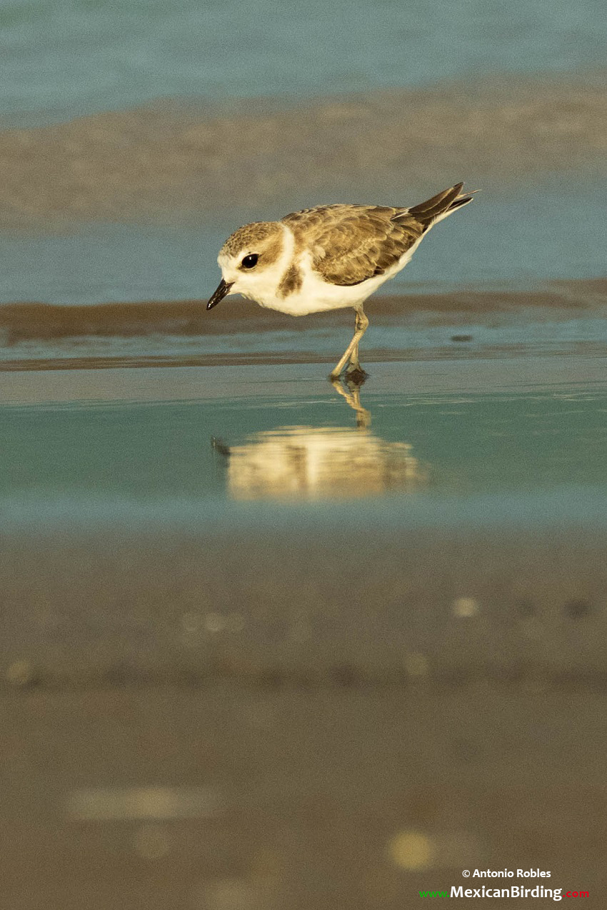 Snowy Plover - Chorlo Nevado (Anarhynchus nivosus) - Mexican Birding
