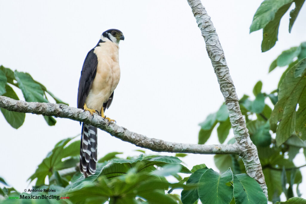 Collared Forest-Falcon - Halcón Selvático de Collar (Micrastur ...