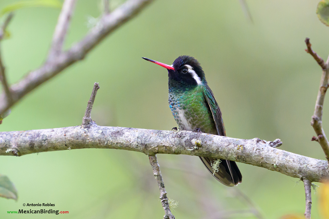 White-eared Hummingbird - Colibrí Orejas Blancas (Basilinna leucotis ...