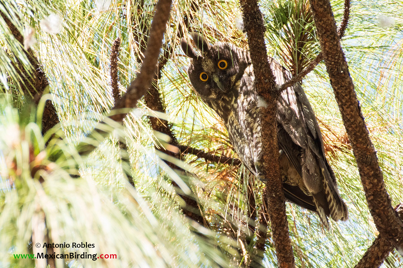Stygian Owl - Búho Cara Oscura (Asio stygius) - Mexican Birding