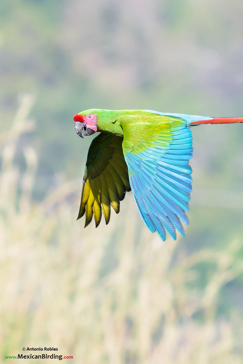 Military Macaw - Guacamaya Verde (Ara militaris) - Mexican Birding