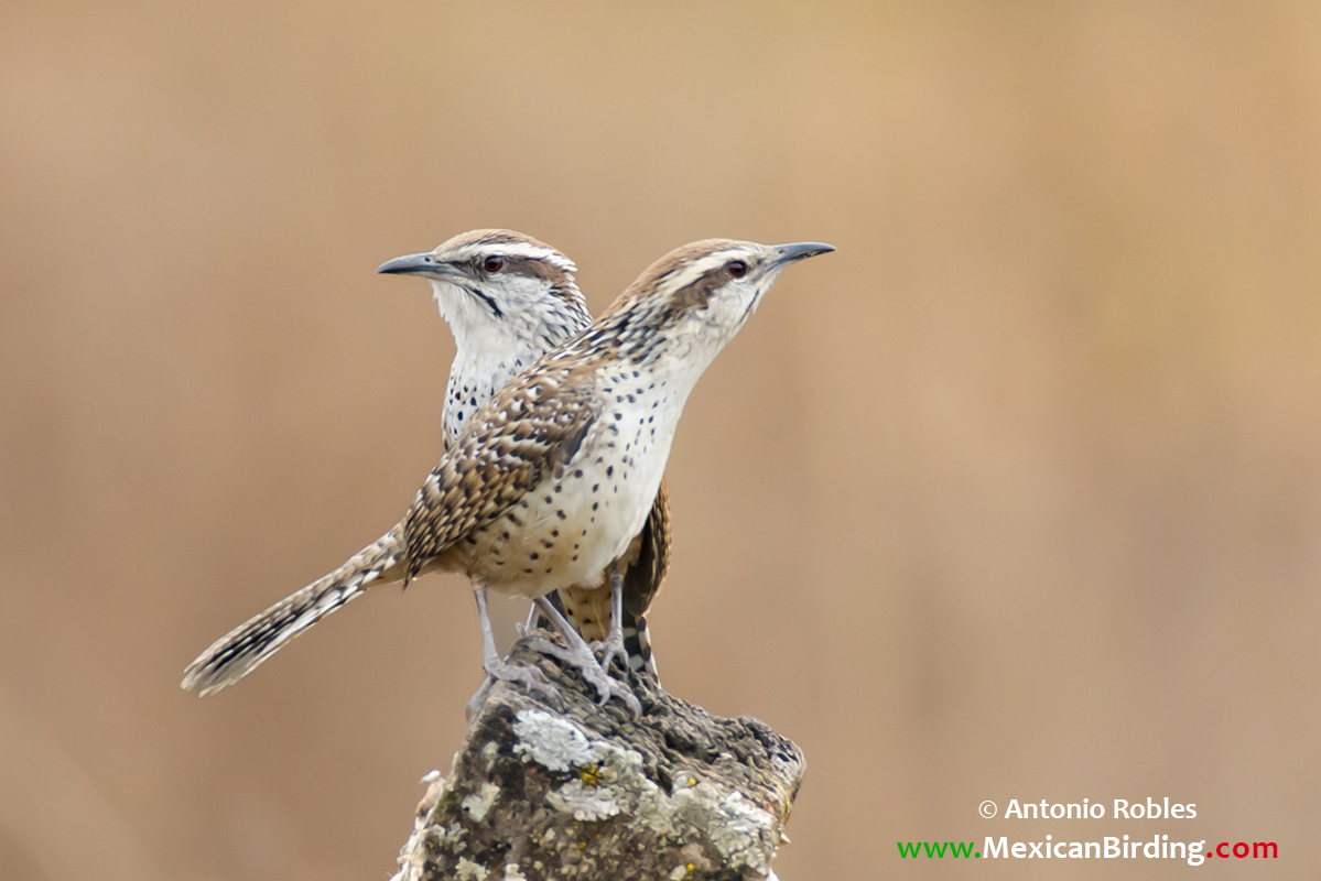 Spotted Wren - Matraca Serrana (Campylorhynchus gularis) - Mexican Birding