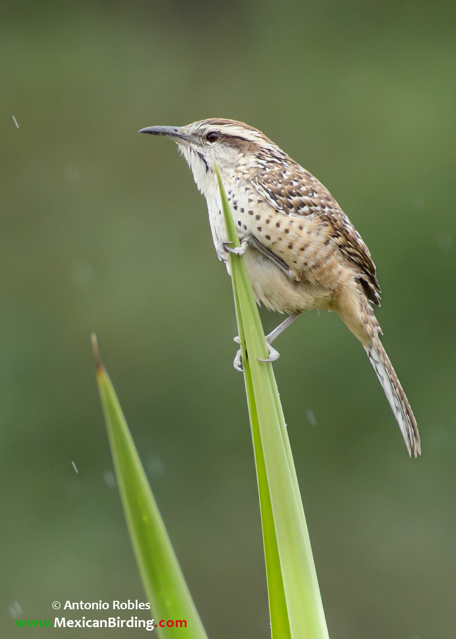 Spotted Wren - Matraca Serrana (Campylorhynchus gularis) - Mexican Birding