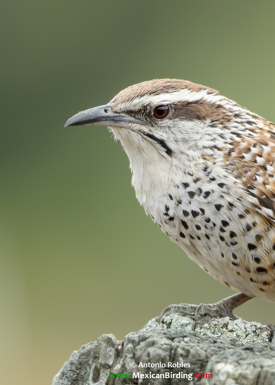 Spotted Wren - Matraca Serrana (Campylorhynchus gularis) - Mexican Birding