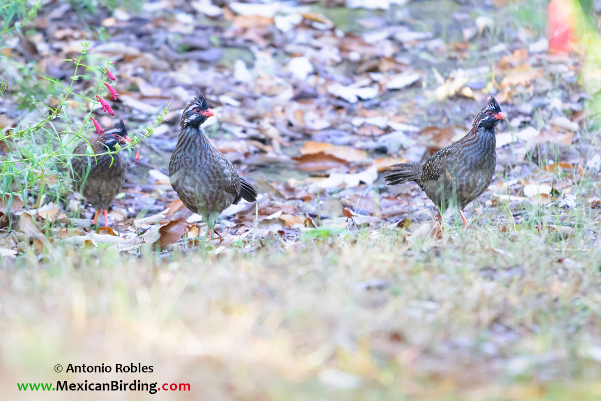 Long-tailed Wood-Partridge - Codorniz Coluda Transvolcánica (Dendrortyx ...