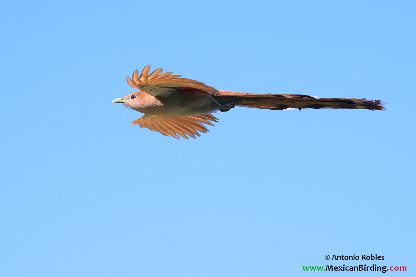 Mexican Squirrel-Cuckoo – Cuclillo Canelo Mexicano (Piaya Mexicana ...
