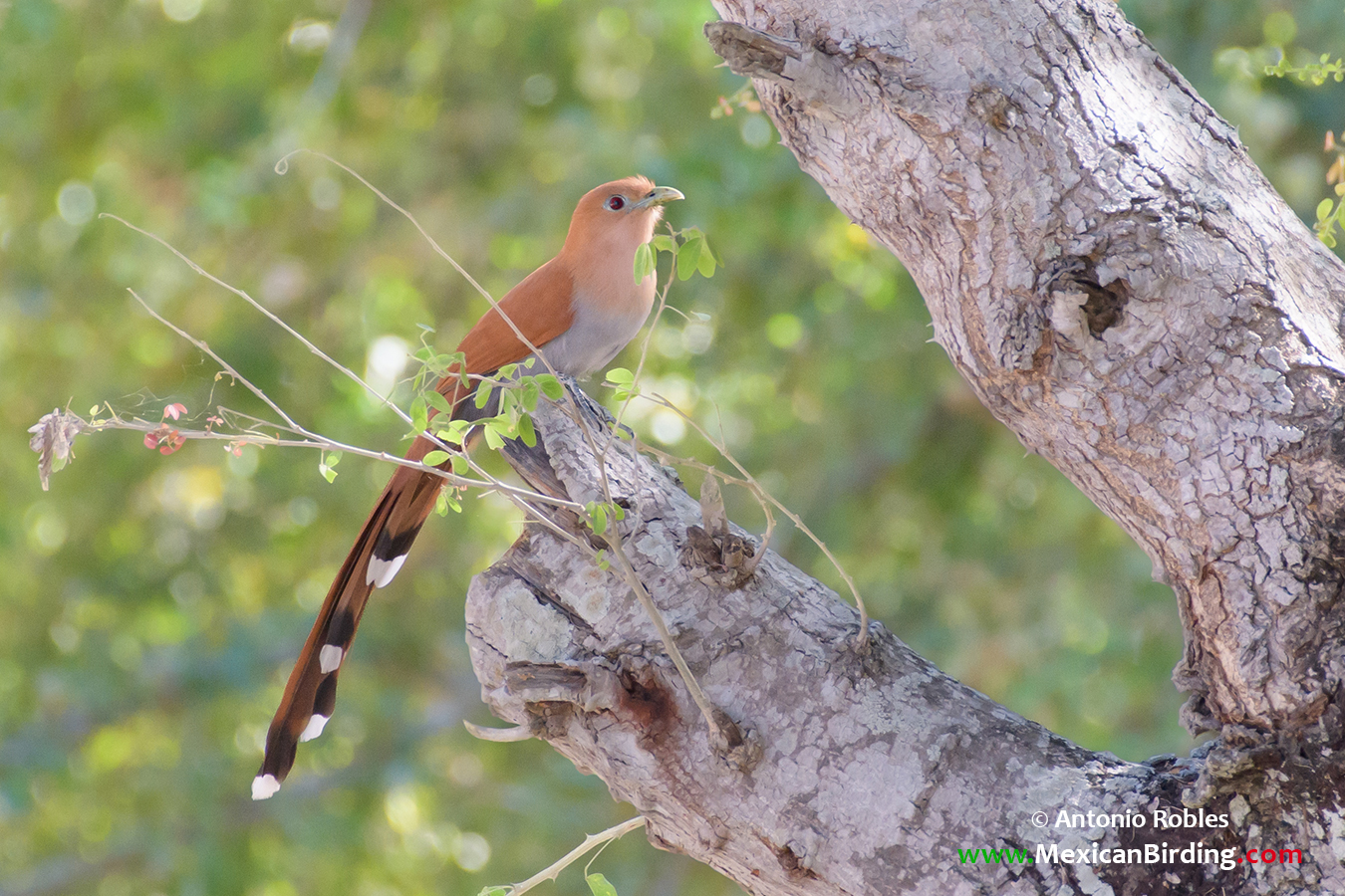 Mexican Squirrel-Cuckoo – Cuclillo Canelo Mexicano (Piaya Mexicana ...