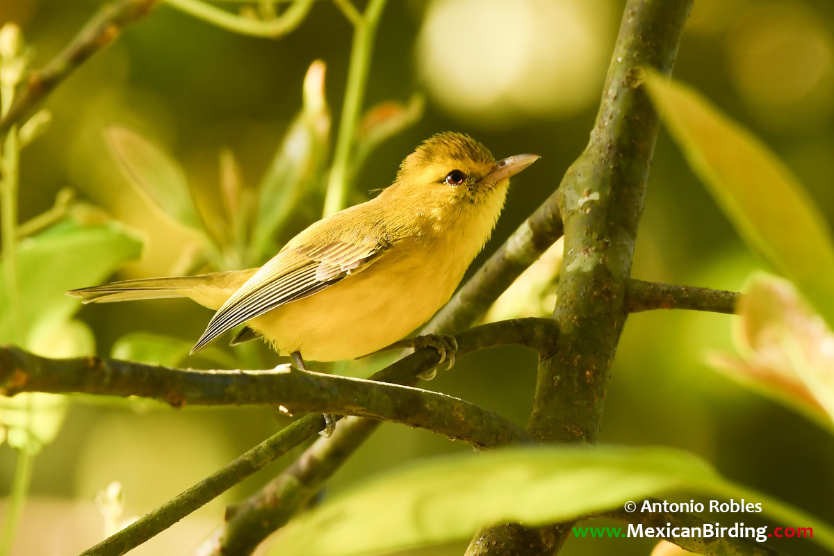 Golden Vireo -Vireo Amarillo (Vireo hypochryseus) - Mexican Birding