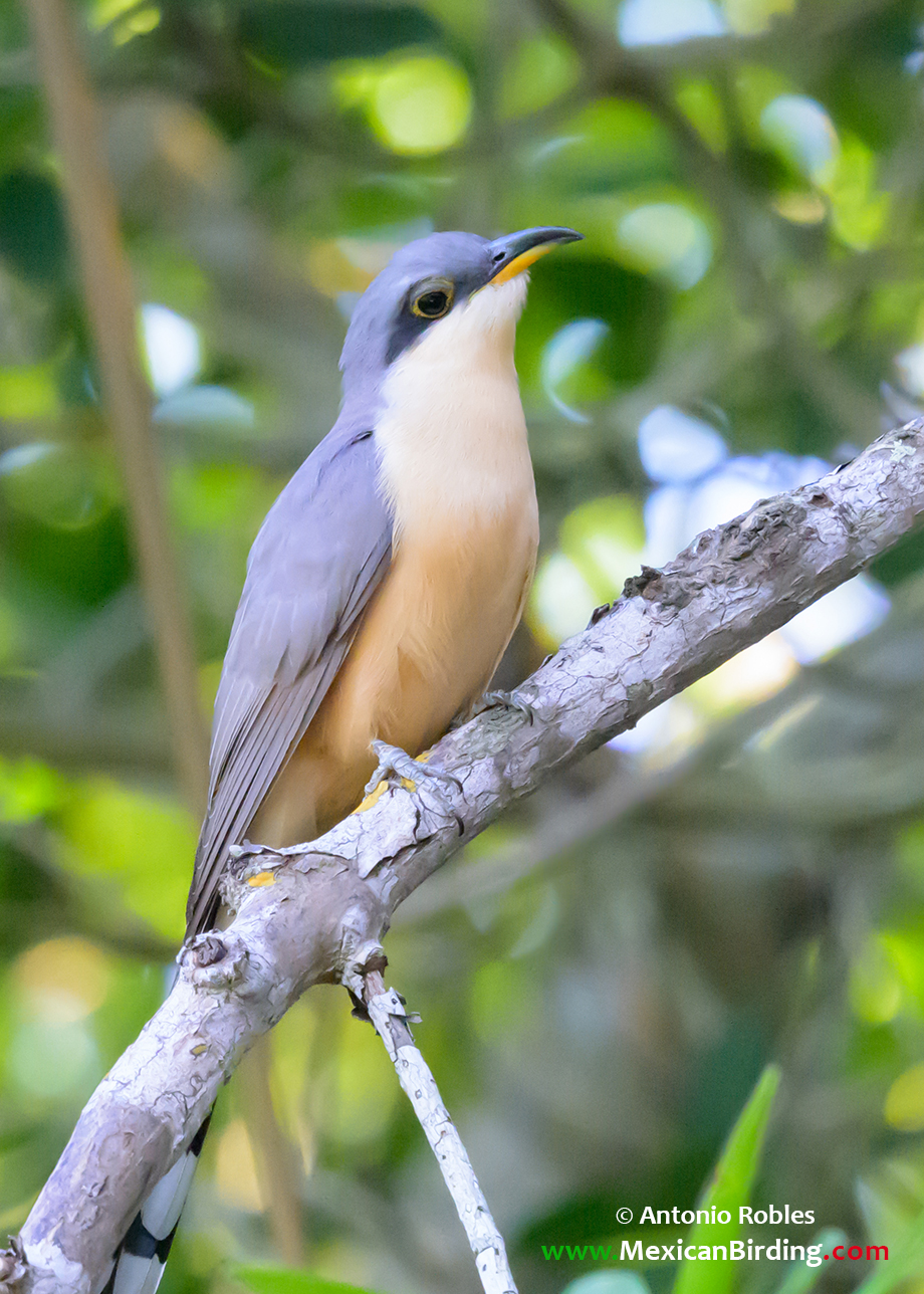 Mangrove Cuckoo - Cuclillo Manglero (Coccyzus minor) - Mexican Birding