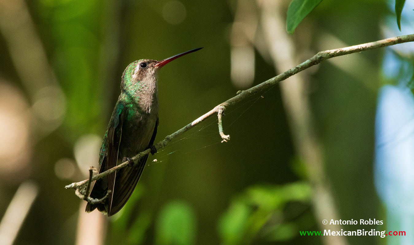 Tres Marias Hummingbird - Colibrí Pico Ancho de Islas Marías (Cynanthus ...